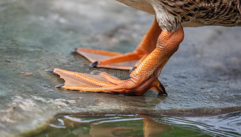Mallard Duck Feet, AI Generated Stock Illustration - Illustration of ...
