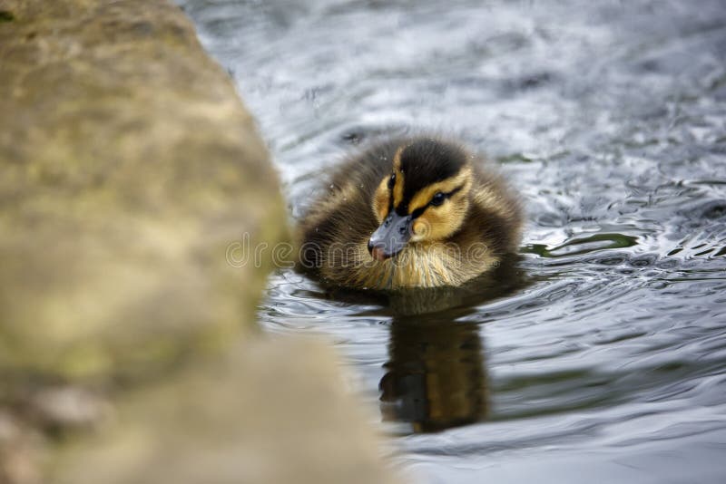 Mallard Duckling Setting Off To Explore Stock Photo - Image of birds ...