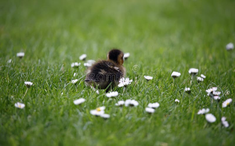 Mallard Duckling Setting Off To Explore Stock Image - Image of ducks ...