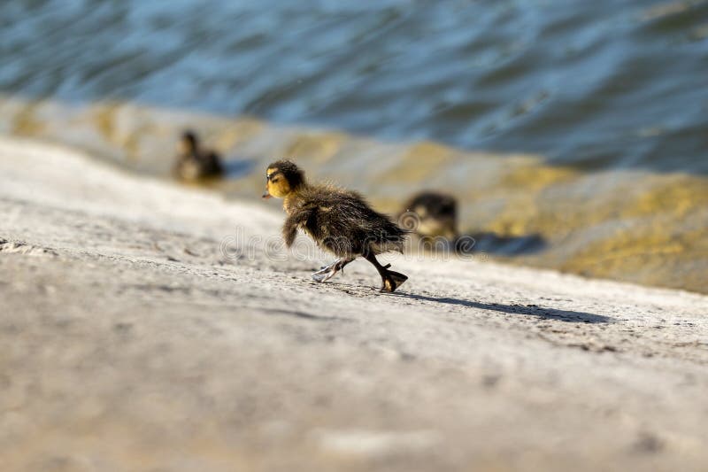 Mallard Duckling on the Shore of a Pond Stock Photo - Image of goose ...