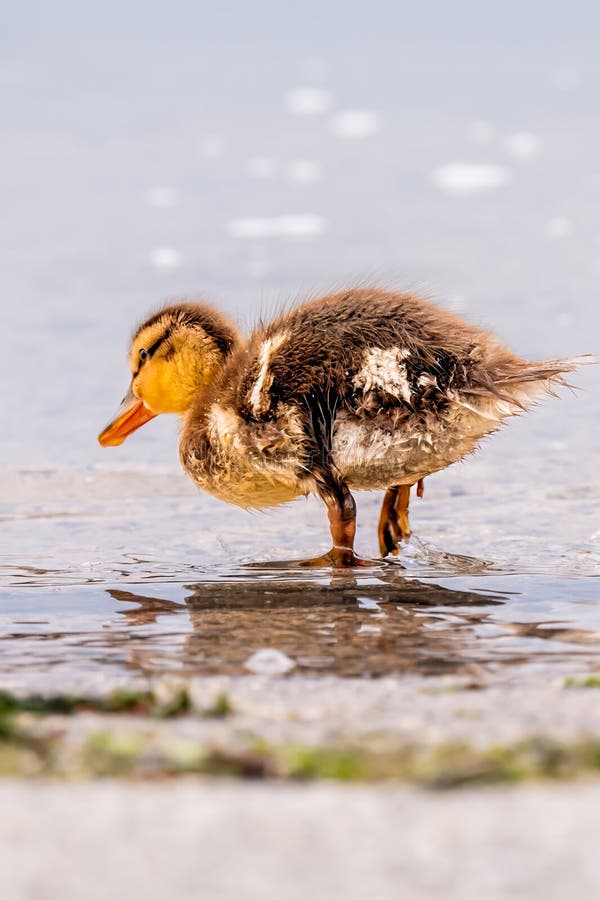 Mallard Duckling Standing on Ground and Eating Algae in Switzerland ...