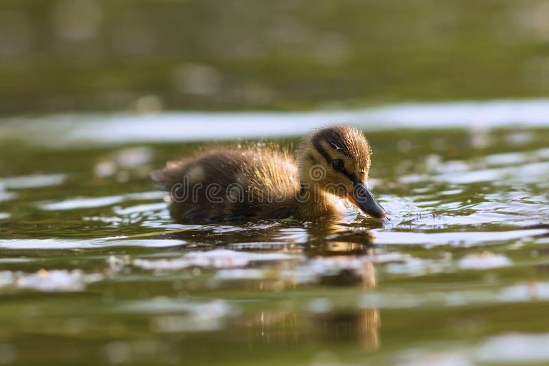 Mallard duckling on water stock photo. Image of cute - 258822882