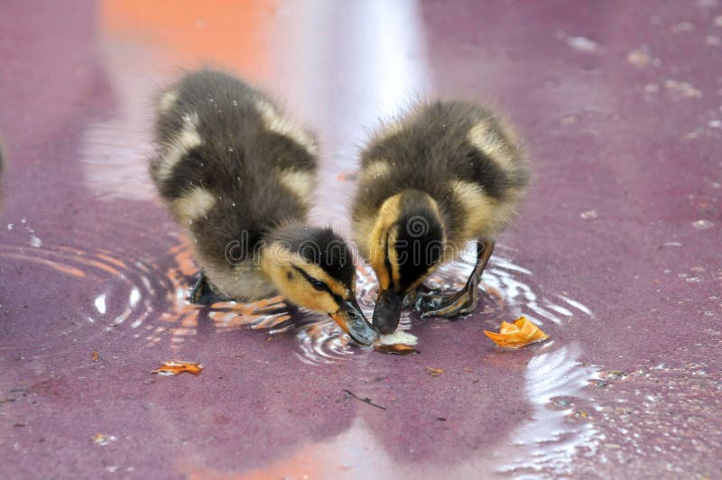 Mallard Ducklings stock image. Image of spring, mallard - 5041077