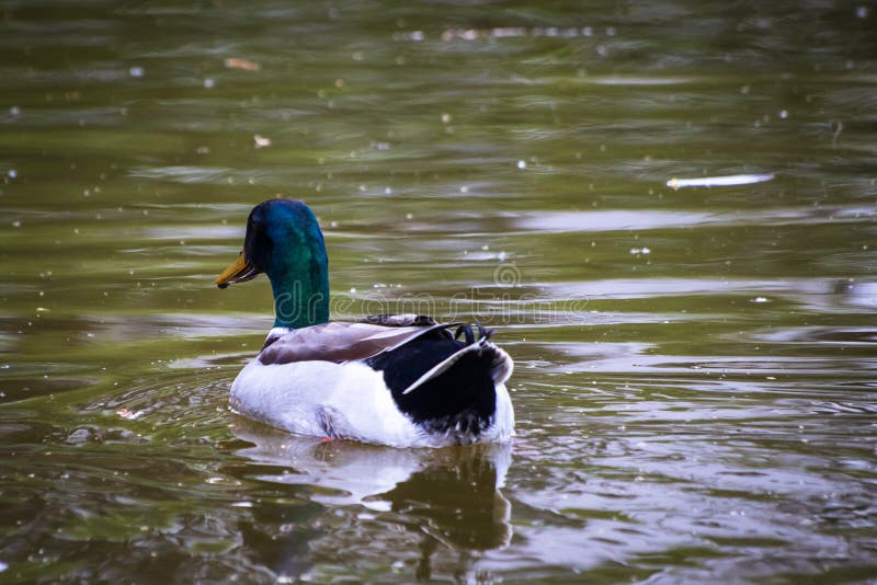 Mallard Ducks or Wild Ducks by the Small Pond Stock Photo - Image of ...