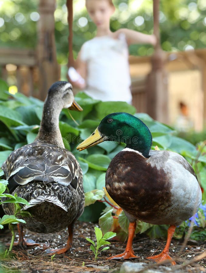 Mallard Ducks - Being Fed by Girl Stock Image - Image of flowers, green ...