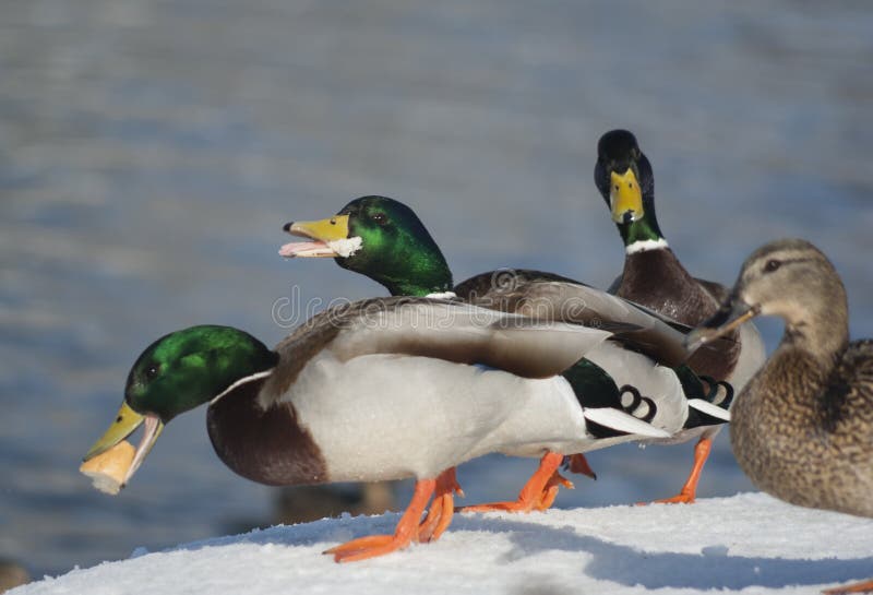 Mallard ducks stock photo. Image of duck, quack, female - 33143668
