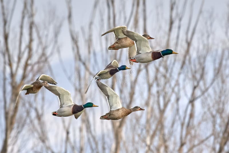 Mallard Ducks in Fast Flight, Flying between Trees Stock Photo - Image ...