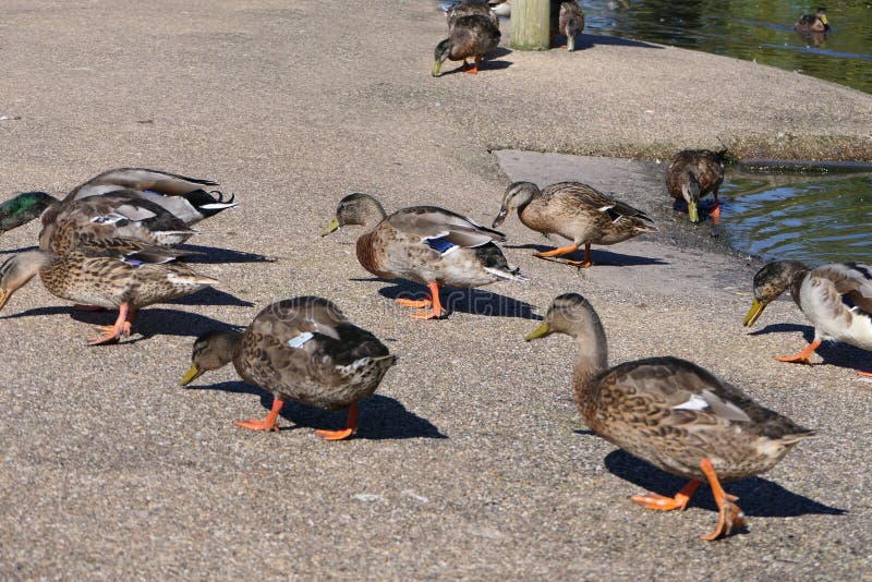 Mallard Ducks Geese and Other Wildfowl in Park in UK Stock Photo ...