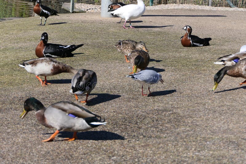 Mallard Ducks Geese and Other Wildfowl in Park in UK Stock Photo ...