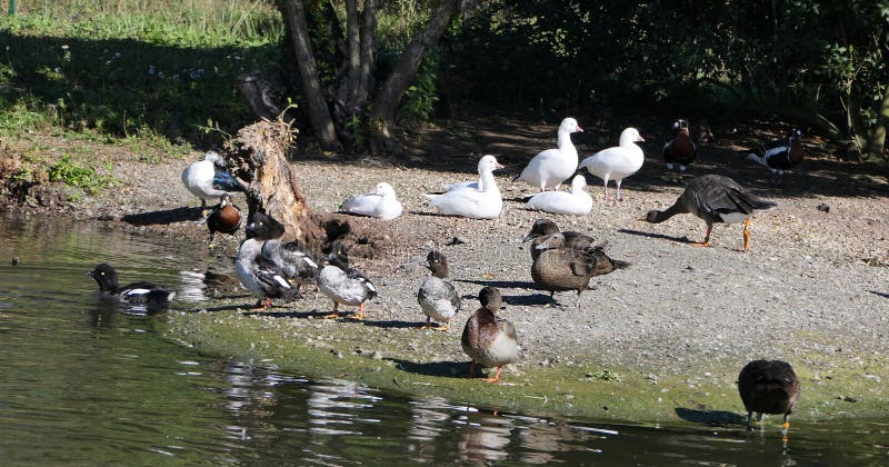Mallard Ducks Geese and Other Wildfowl in Park in UK Stock Photo ...