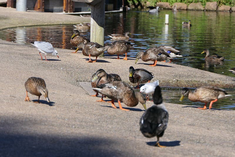 Mallard Ducks Geese and Other Wildfowl in Park in UK Stock Image ...