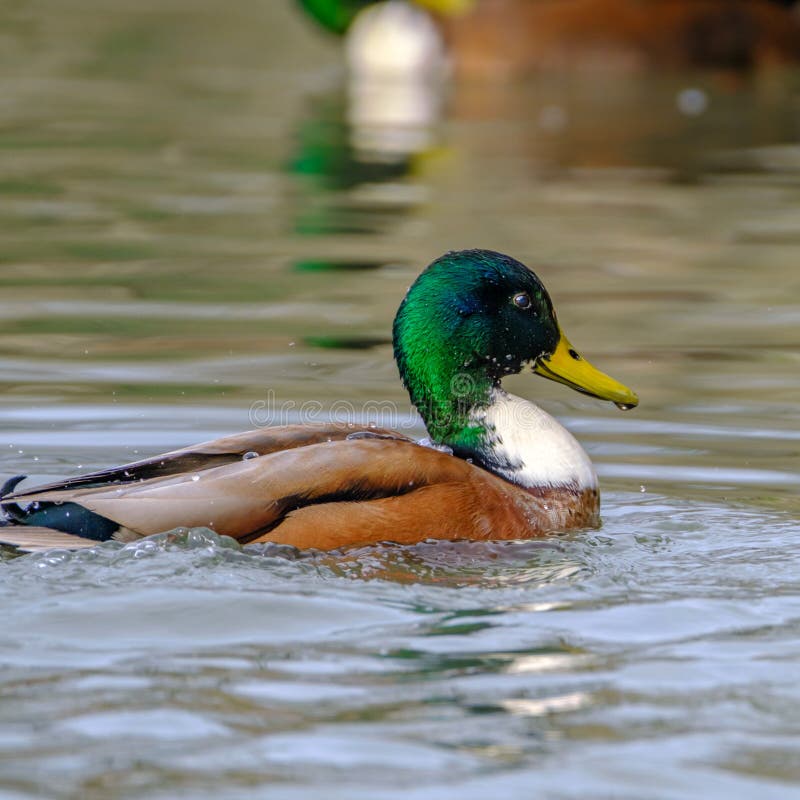 Mallard Ducks on the Lake with Reflection in Clean Water Stock Photo ...