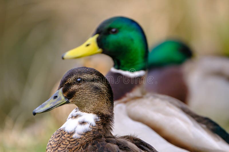 Mallard Ducks on the Lake with Reflection in Clean Water Stock Photo ...