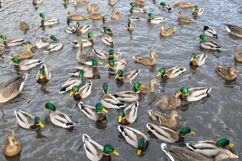 Mallard ducks stock image. Image of lots, mallard, ducks - 46074053