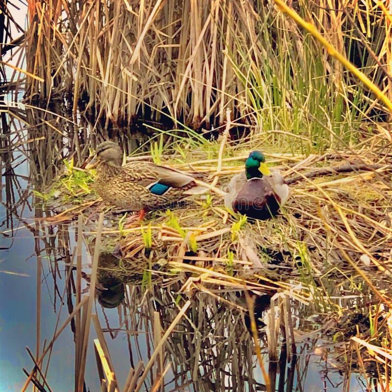 Ducks stock image. Image of fowl, duck, marsh, ducks - 208757251