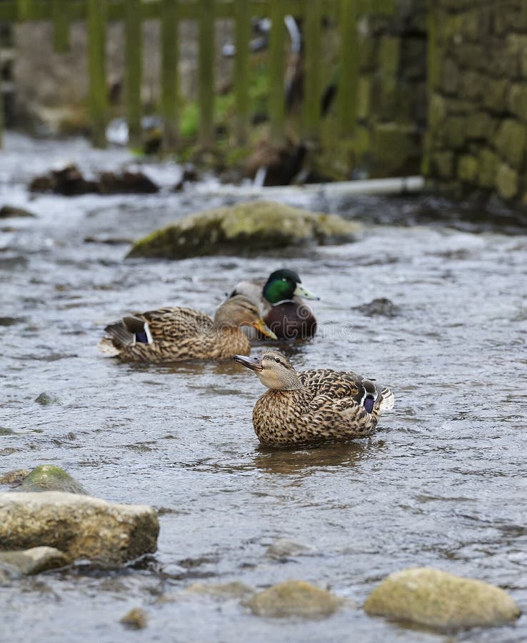 Kissing Ducks Stock Photos - Free & Royalty-Free Stock Photos from ...