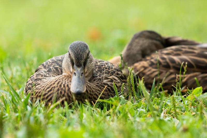 Mallard Ducks Relaxing in Grass Stock Image - Image of nature, grass ...