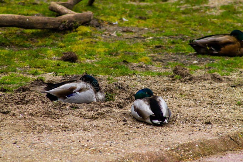 Mallard Ducks Resting on the Ground in a Park in Spring Stock Image ...
