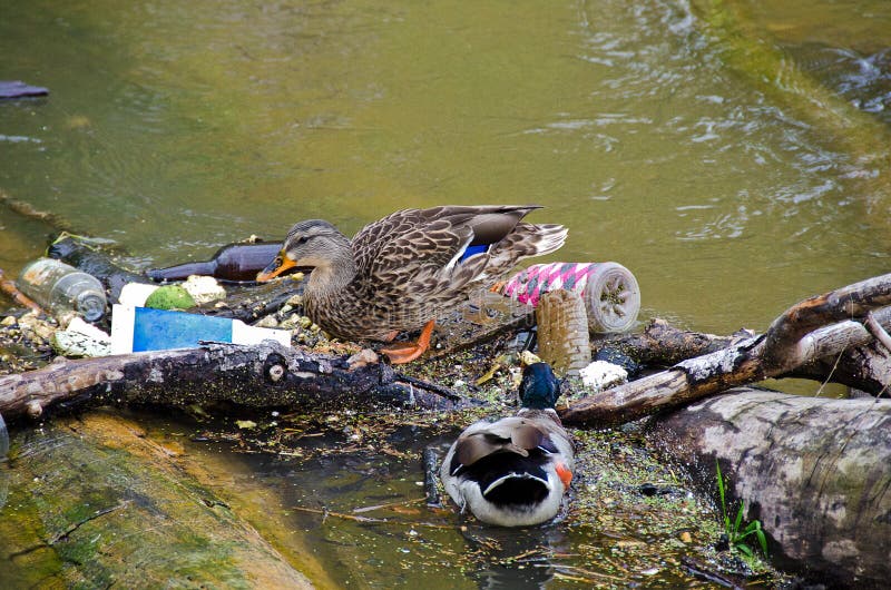 Mallard Ducks in River Garbage Stock Photo - Image of paper, green ...