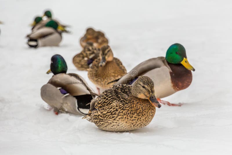 Mallard Ducks in the Snow in the City Park. Winter Day Stock Photo ...