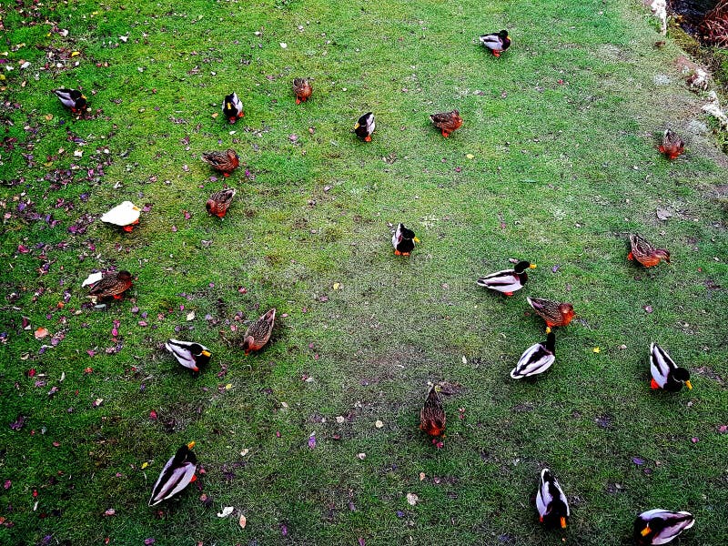 Mallard Ducks top view stock photo. Image of view, mallard - 244335158