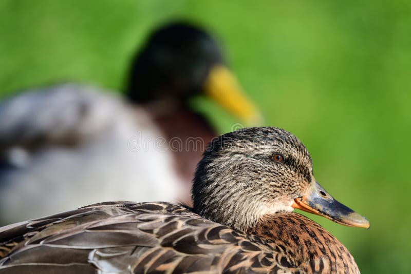 Pair of Mallard Ducks Sitting on Greek Seashore. Top View Stock Image ...