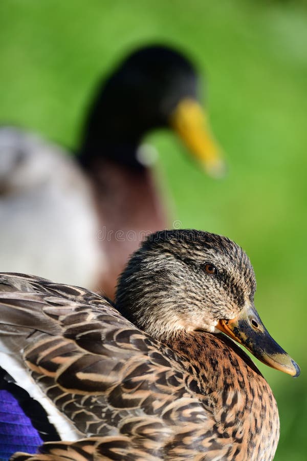Mallard ducks up close stock photo. Image of duck, ducks - 107194720