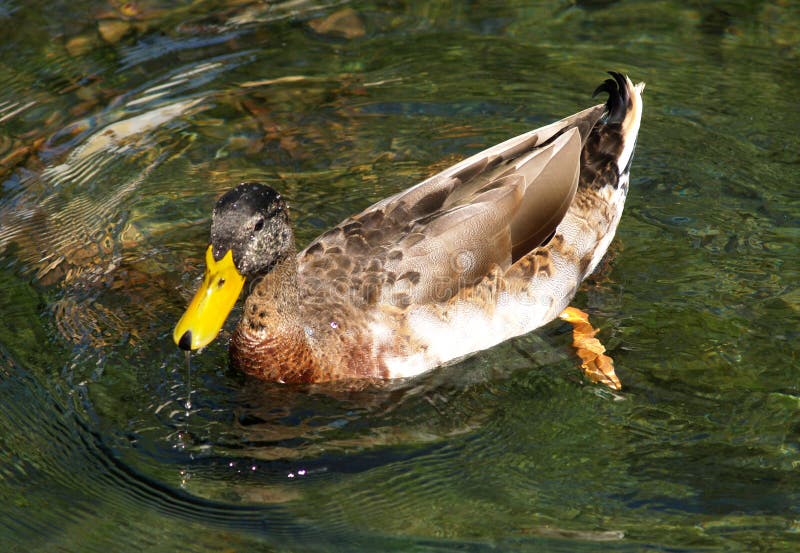 Mallard enjoys clean water stock image. Image of tapolca - 83464799