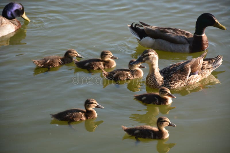 Mallard family stock image. Image of mallard, fowl, water - 54563311