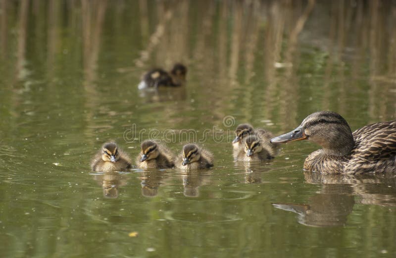 Mallard family stock photo. Image of bird, beak, move - 32014376