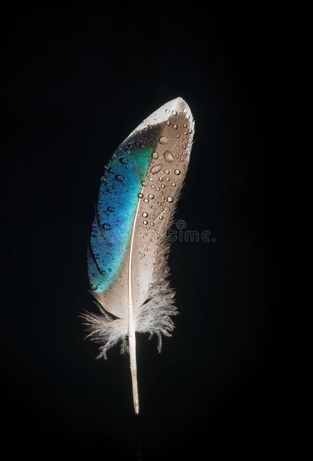 Mallard Feather on Black stock photo. Image of ornithology - 229132428