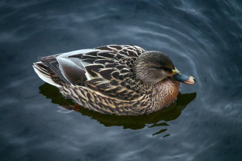 Mallard, female swims stock photo. Image of garden, natural - 143726322