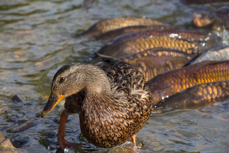 Mallard and fish stock image. Image of garden, mallard - 61273515