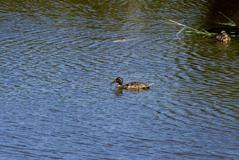 Mallard Floating on the Water Stock Photo - Image of duck, wildlife ...