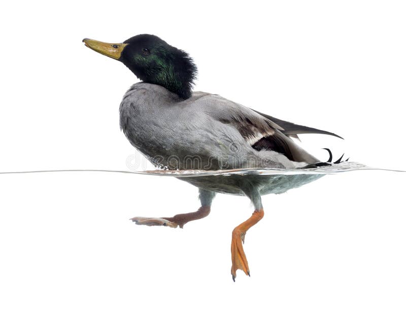 Mallard Floating on the Water, Anas Platyrhynchos Stock Image - Image ...