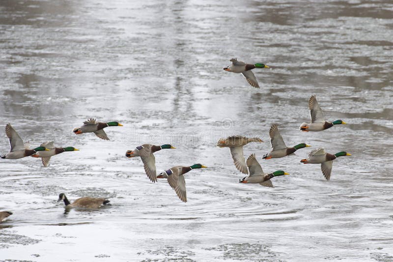 Mallard Flock stock image. Image of flock, mallard, waterfowl - 24746083