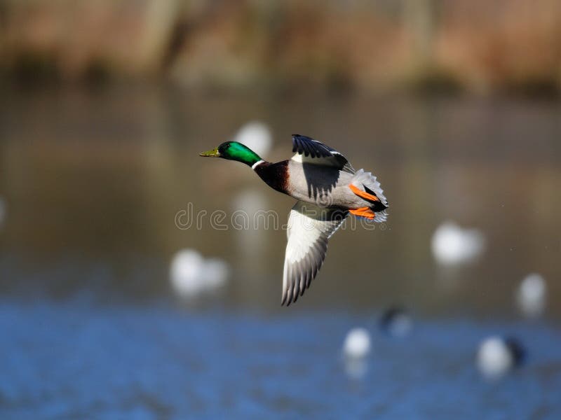 Mallard fly stock photo. Image of mallard, green, blue - 29404670
