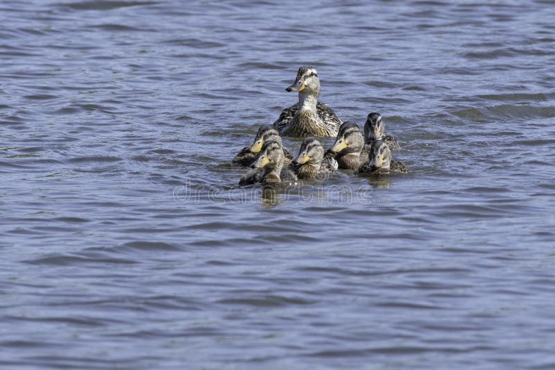 Mallard Hen Swimming Behind Her Brood Stock Image - Image of water ...