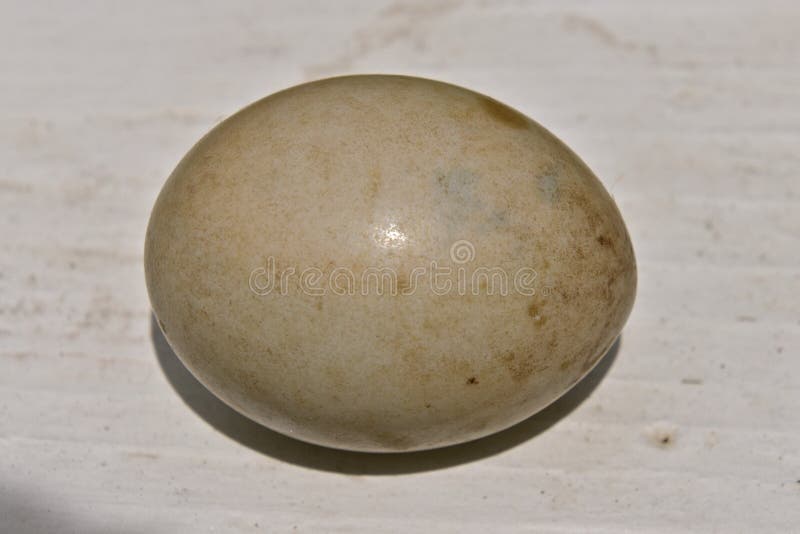 Mallard duck hen egg stock image. Image of shell, yolk - 190147311