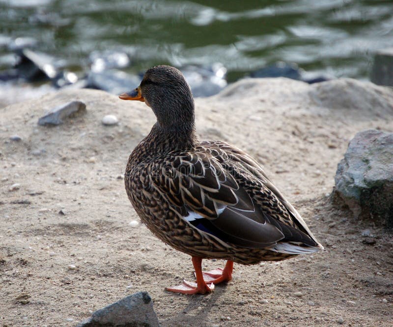 Mallard Hen (duck) stock photo. Image of lake, courage - 35285488