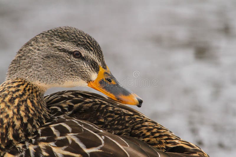 Mallard Hen Duck Side Profile Stock Image - Image of brown, hunt: 29232835