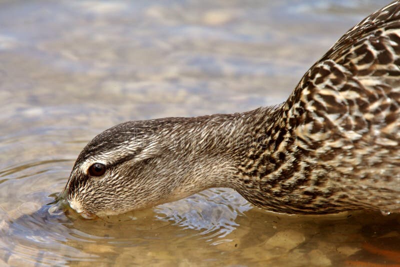Mallard Hen Feeding in Roadside Pond Stock Image - Image of manitoba ...