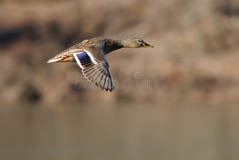 Mallard hen in flight stock photo. Image of river, water - 8201036