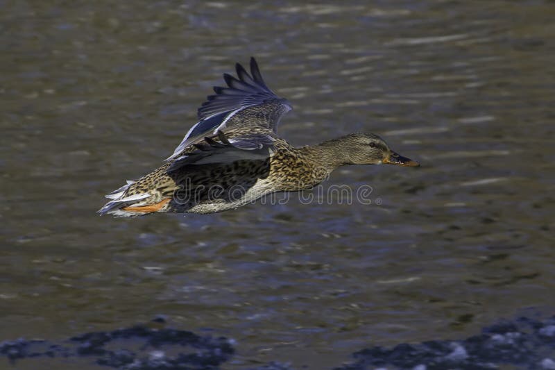 291 Hen Mallard Flying Stock Photos - Free & Royalty-Free Stock Photos ...