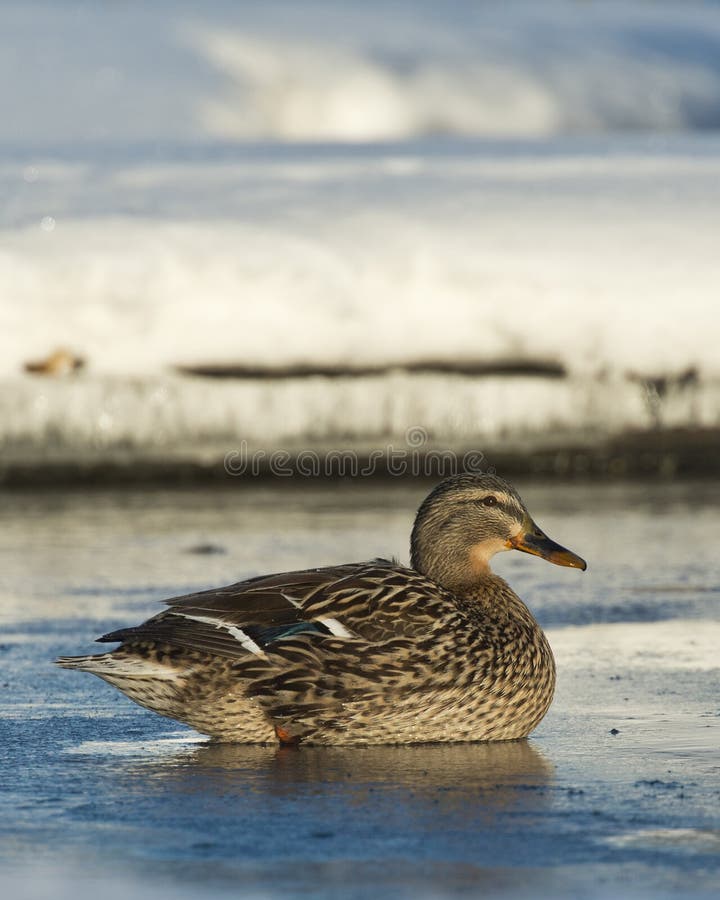 Mallard Hen stock image. Image of waterfowl, thin, pond - 29906383