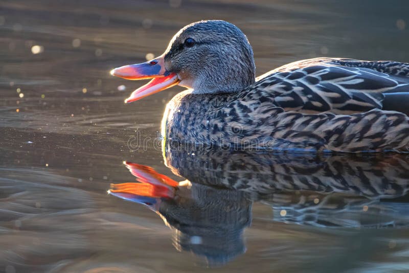 Mallard hen smile stock photo. Image of animal, smile - 82151762