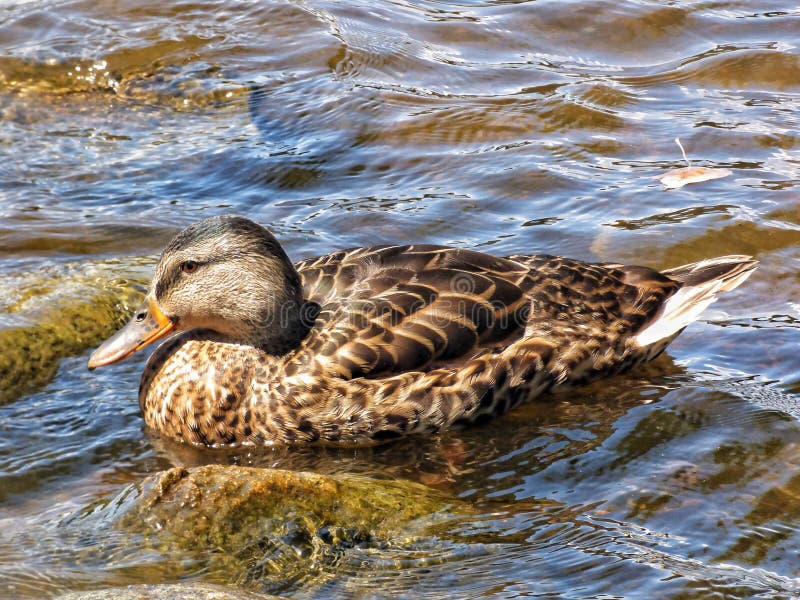 Mallard Hen Swimming stock image. Image of ducks, swimming - 97877911