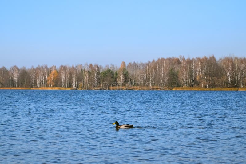 Mallard Swims in the Lake. Birds in Nature Stock Image - Image of blue ...