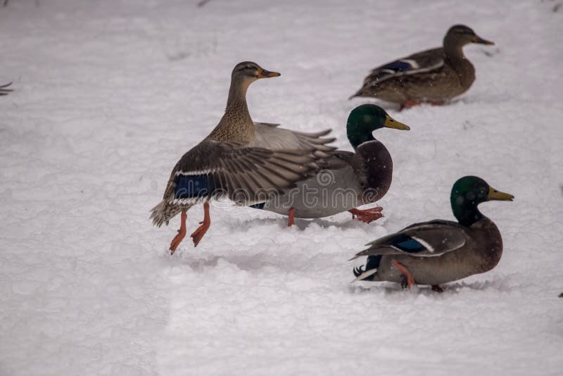 Mallard Leaves the Rest Behind Stock Photo - Image of rest, mallard ...