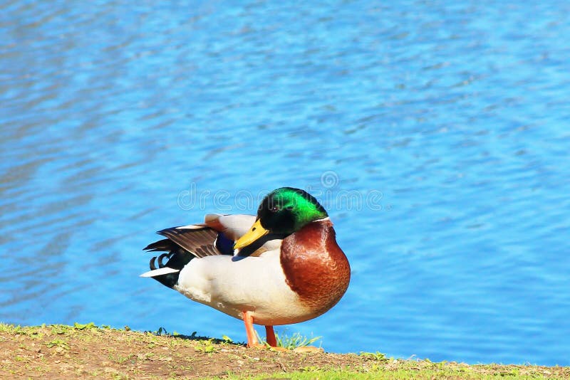 Mallard Looking Back stock photo. Image of mallard, city - 52385586